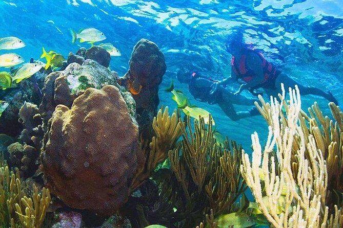 Puerto Morelos Reef Snorkeling Tour with Lunch & Hotel Pickup - FAQ