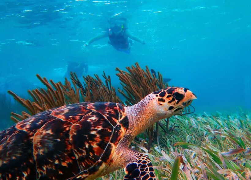 Puerto Morelos: Reef Snorkeling Trip with Beachside Lunch - Pricing & Value