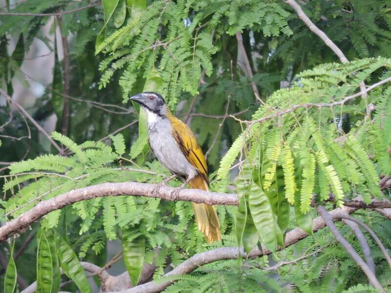 Puerto Morelos: Ruta de los Cenotes Birdwatching Tour - Key Points