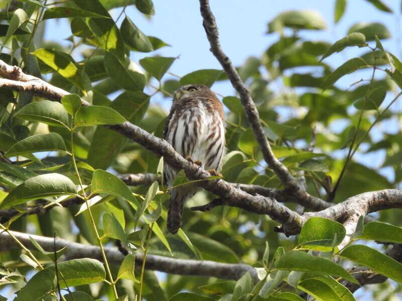 Puerto Morelos: Ruta de los Cenotes Birdwatching Tour - Practical Tips for Participants