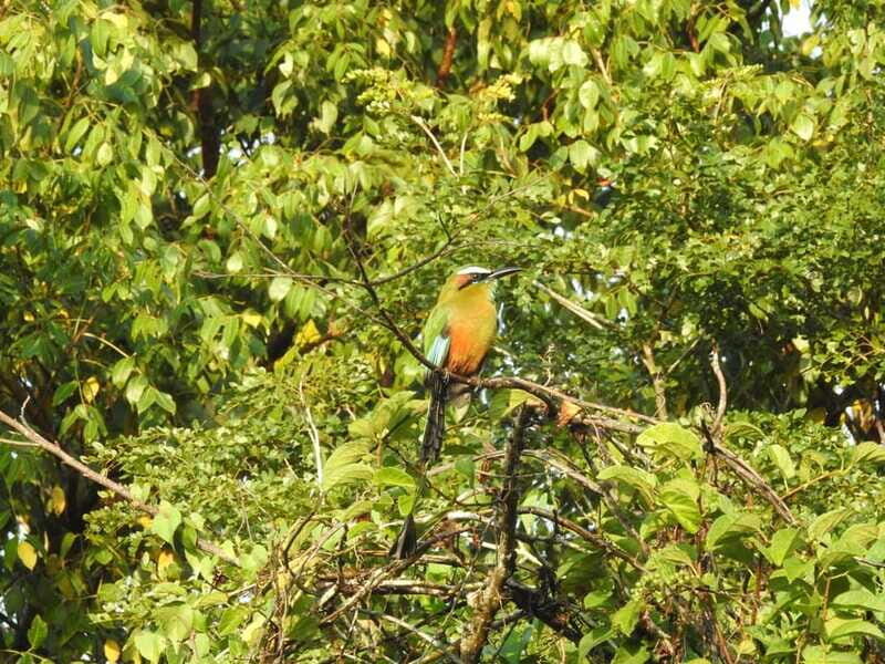 Puerto Morelos: Ruta de los Cenotes Birdwatching Tour - Who Should Book This Tour?