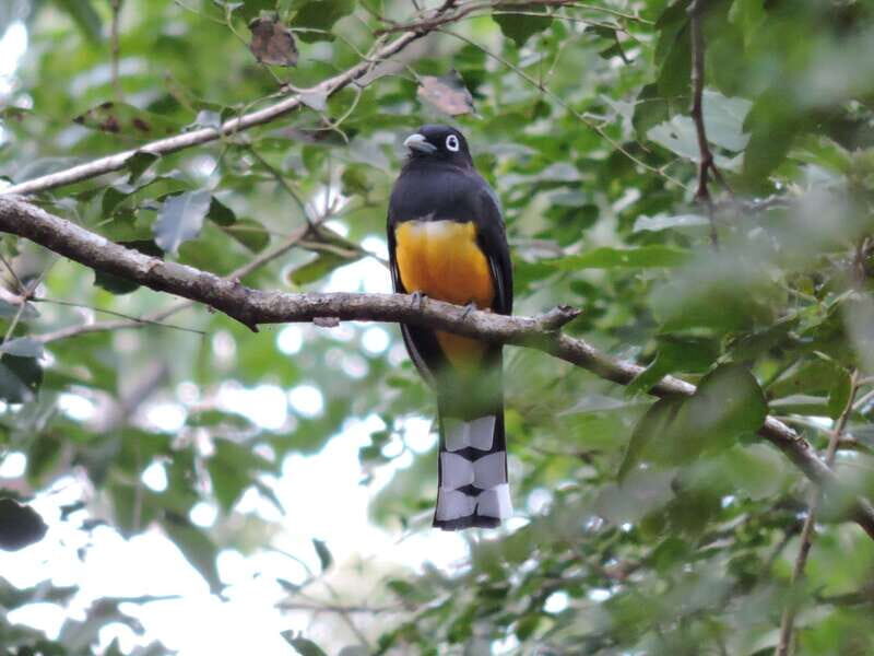Puerto Morelos: Ruta de los Cenotes Birdwatching Tour - FAQ