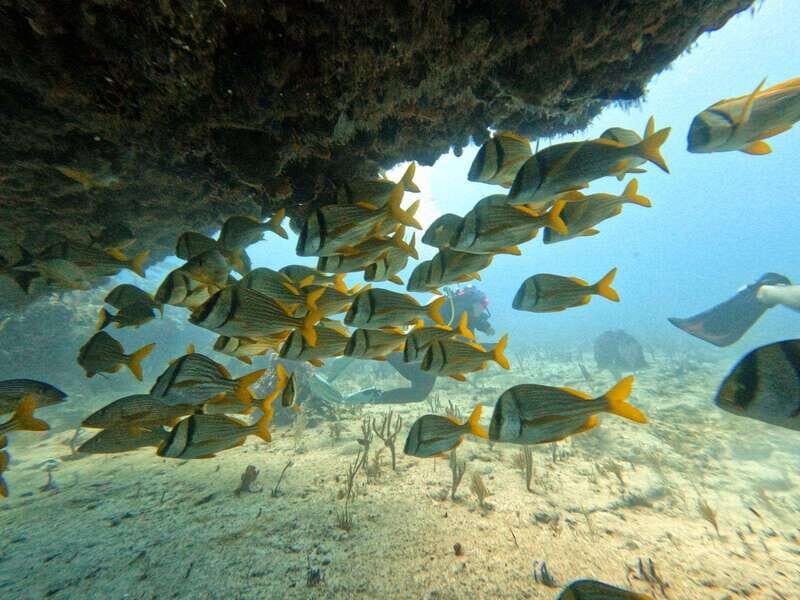 Puerto Morelos: Scuba Diving for Beginners - 2 Dives - Key Points