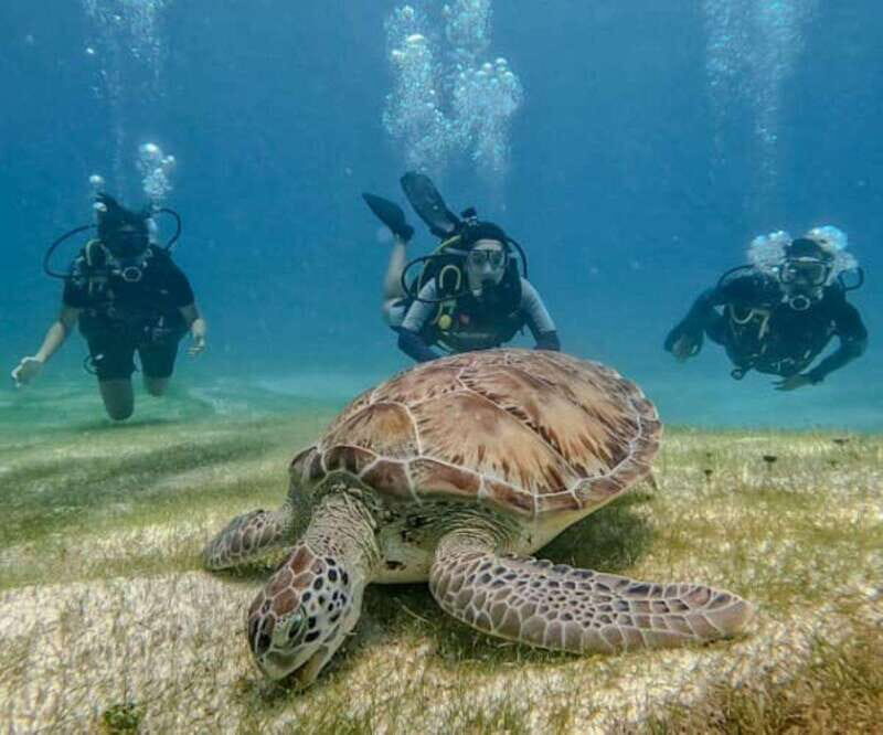 Puerto Morelos: Scuba Diving for Beginners - 2 Dives - The Sum Up