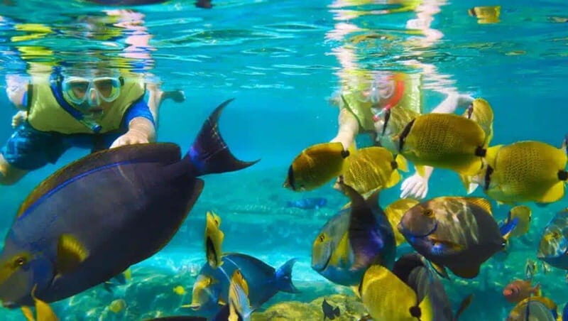 Puerto Morelos: Snorkeling at The National Reef Park - A Close Look at the Tour Experience