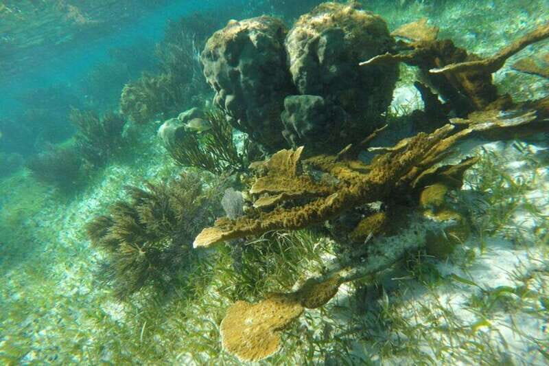 Puerto Morelos: Snorkeling Guided Activity - What Makes This Snorkeling Tour Stand Out