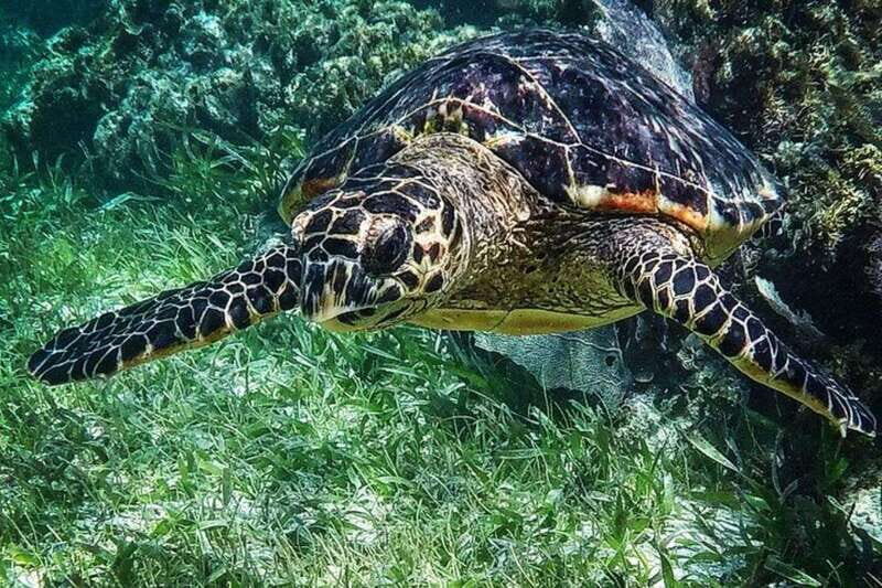 Puerto Morelos: Snorkeling Guided Activity - The Itinerary: What to Expect
