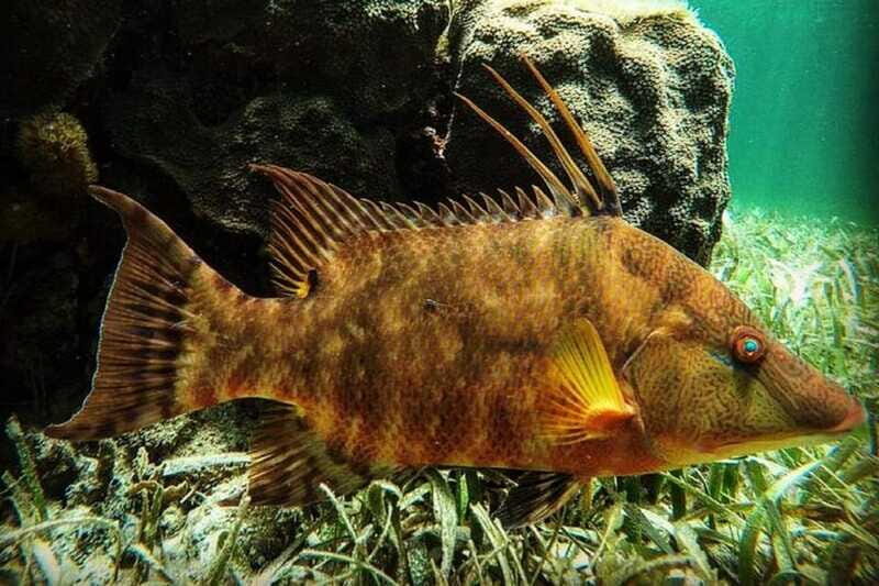 Puerto Morelos: Snorkeling Guided Activity - The Sum Up