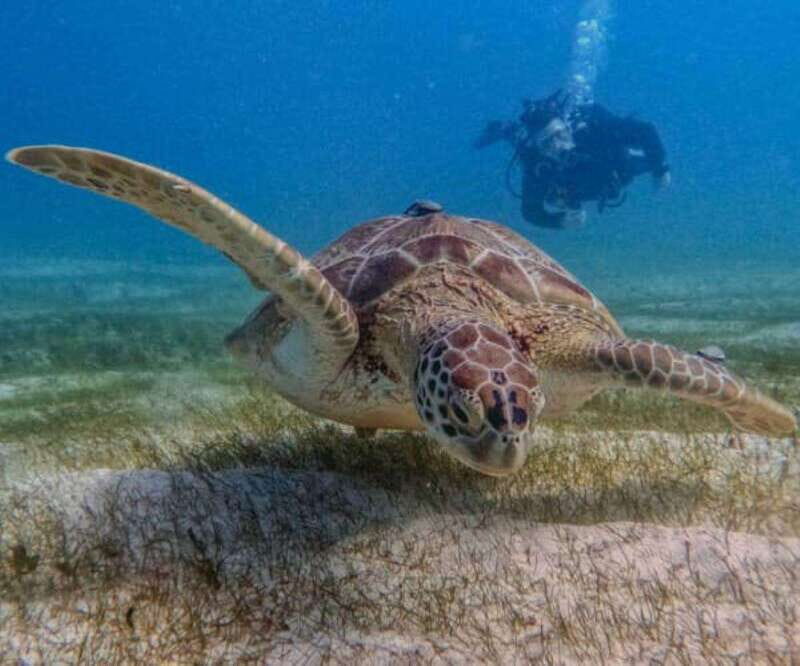 Puerto Morelos: Two Reef Dives for Certified Divers - Key Points