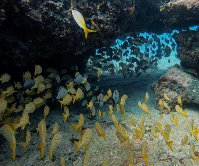 Puerto Morelos: Two Reef Dives for Certified Divers - Who Should Consider This Tour?