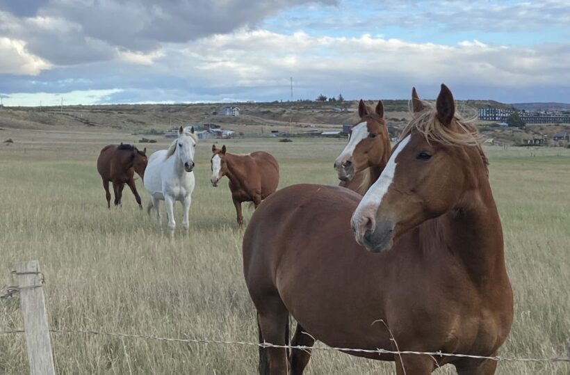 Puerto Natales: Horseback Riding with Horse Connection - The Value of the Experience