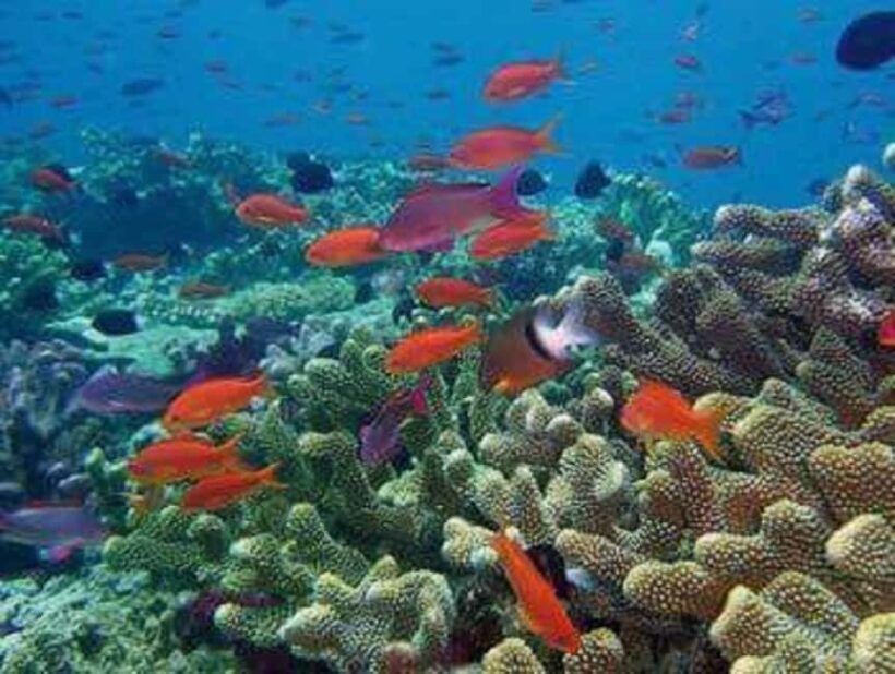 Puerto Plata: Cayo Arena Tour with Snorkeling and Mangroves - Who Is This Tour Best For?