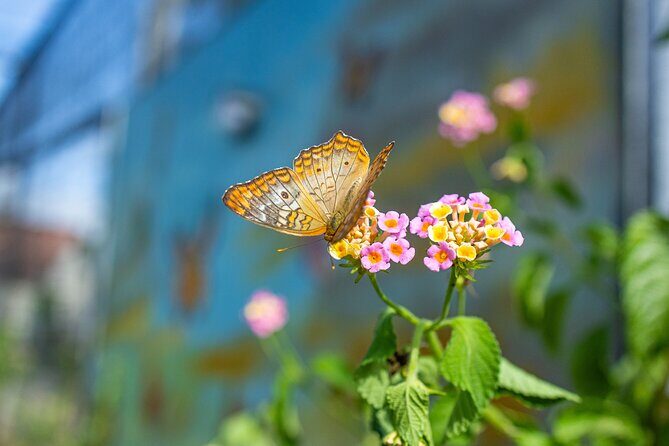 Puerto plata city tour and beach - Final Thoughts: Is It Worth It?