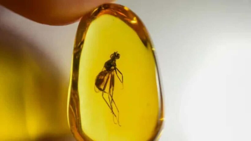 Puerto Plata City Tour: Tradition, Culture, and Coastal Beauty - FAQ