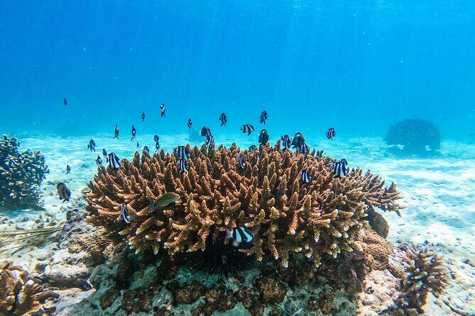 Puerto Plata Cruise Port Catamaran Snorkeling BBQ and Open Bar - FAQ