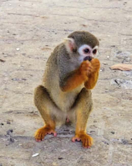 Puerto Plata: Monkeyland Tour - Key Points