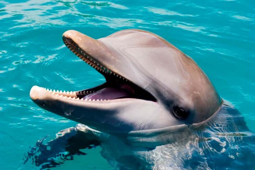 Puerto Plata: Ocean World Adventure Park Day Pass - Key Points