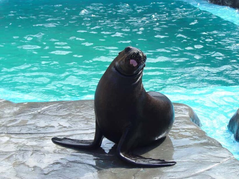 Puerto Plata: Ocean World Adventure Park Day Pass - An In-Depth Look at What to Expect at Ocean World Puerto Plata