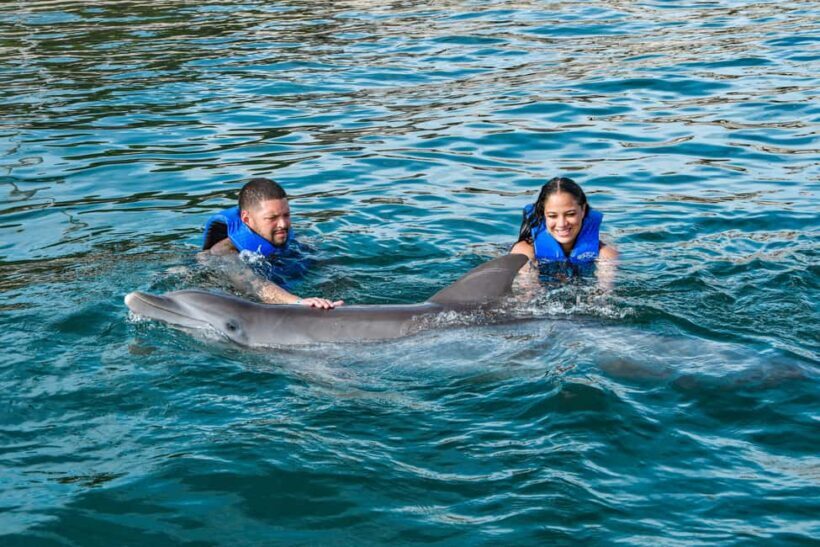 Puerto Plata: Ocean World Adventure Park Swim with Dolphins - The Realities of the Experience