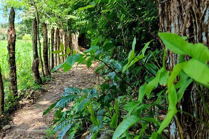 Puerto Plata Rejoya River Excursion Amber Cove Taino Bay Hotels - The Value of This Adventure