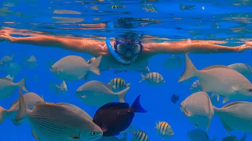 Puerto Plata: Sosúa Bay Snorkeling Tour with Guide - Authenticity and Overall Value