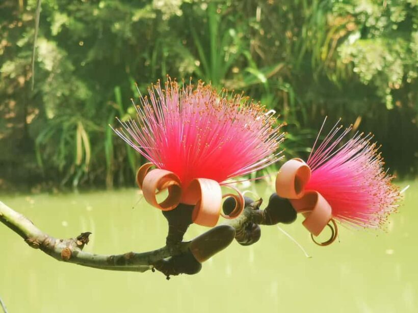 Puerto Plata: Taino Valley and Dominican Flavor Experience - A Traditional Dominican Lunch