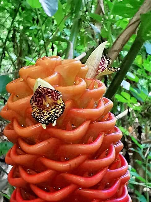 Puerto Plata: Taino Valley and Dominican Flavor Experience - Authentic Experiences and Authenticity