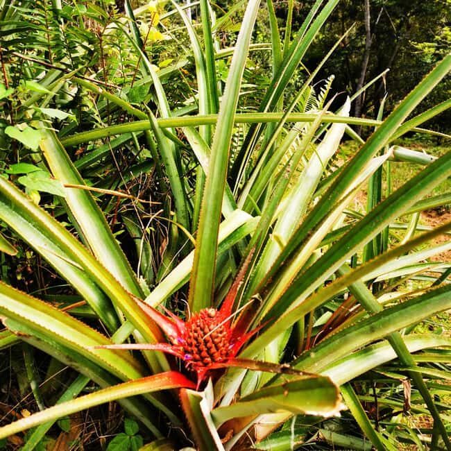 Puerto Plata Trekking - Experience of Nature and Folklore - Key Points