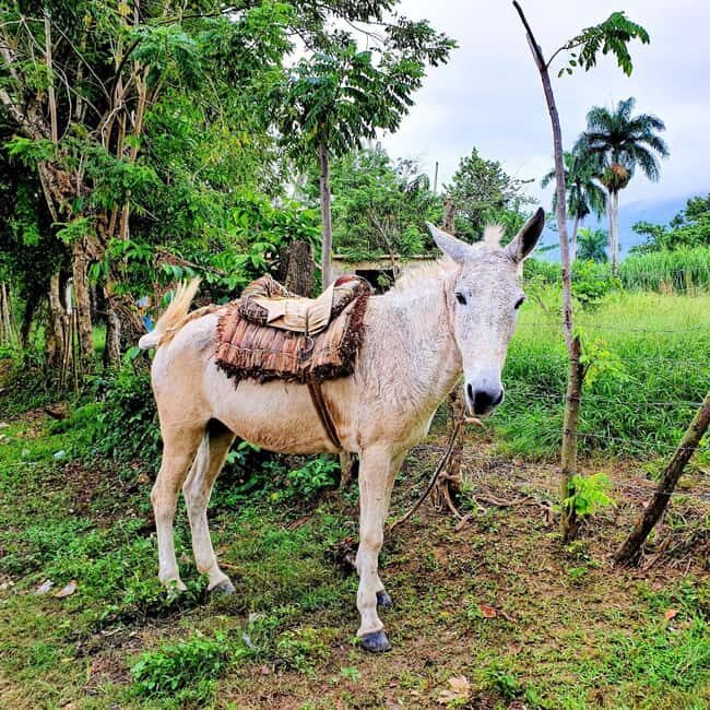 Puerto Plata Trekking - Experience of Nature and Folklore - What Makes This Tour Stand Out?