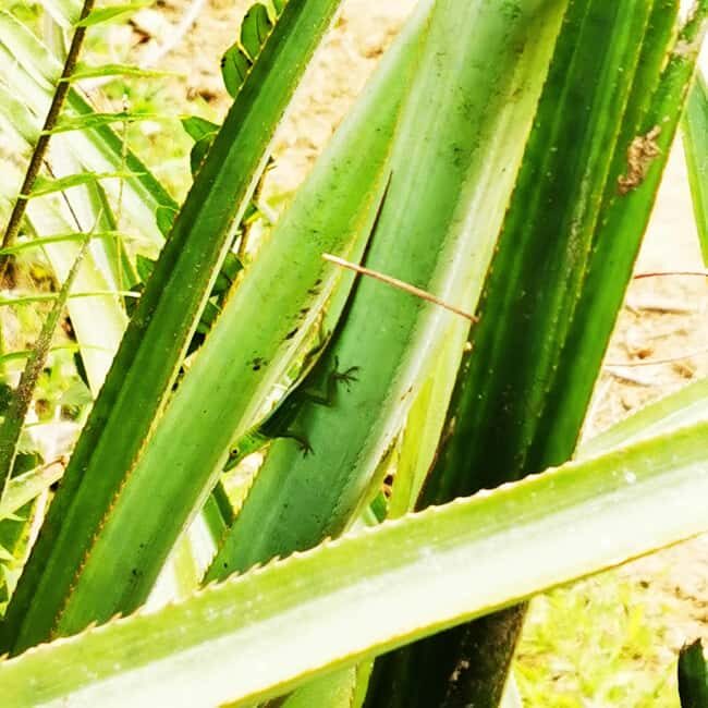 Puerto Plata Trekking - Experience of Nature and Folklore - Who Will Love This Tour?