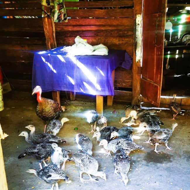 Puerto Plata Trekking - Experience of Nature and Folklore - FAQ