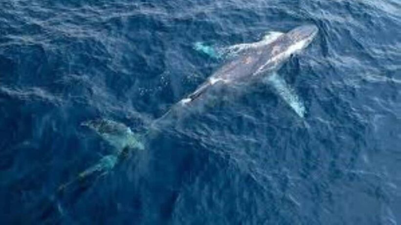 Puerto Plata: Whale Watching & Bacardi Island Day Trip - Whale Watching in Samana Bay