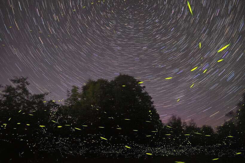 Puerto Princesa: Firefly Watching Bay Cruise with Dinner - The Experience in Detail