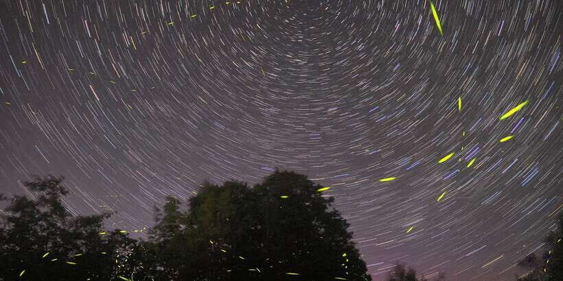 Puerto Princesa: Firefly Watching Bay Cruise with Dinner - The Sum Up