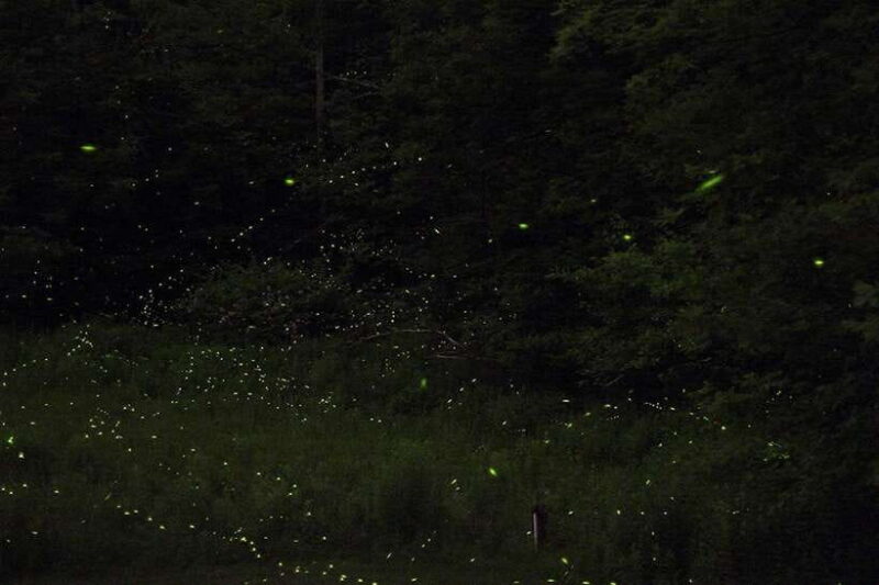 Puerto Princesa: Firefly Watching Bay Cruise with Dinner - Who This Tour Is Best For