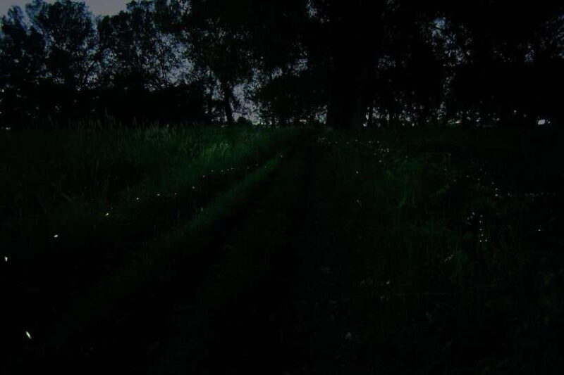 Puerto Princesa: Firefly Watching Bay Cruise with Dinner - FAQs