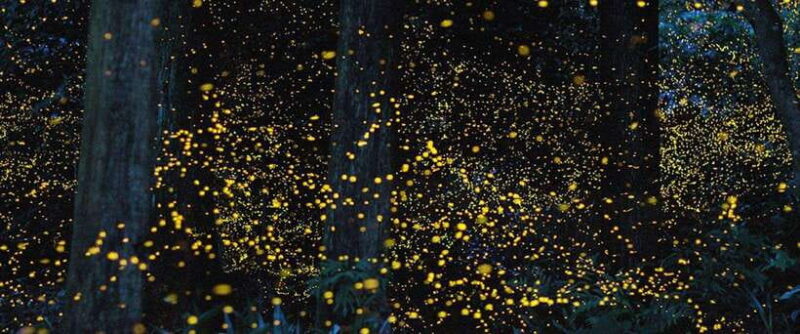 Puerto Princesa Firefly Watching (shared tour) - Why the Fireflies Are Such a Special Sight