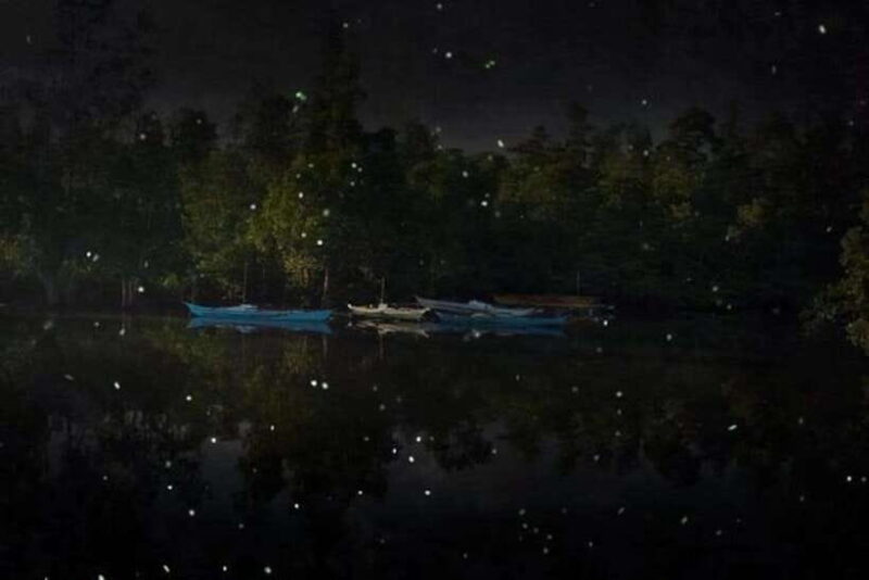 Puerto Princesa Firefly Watching (shared tour) - Practical Details and Value