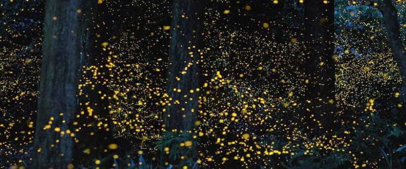 Puerto Princesa Firefly Watching (shared tour) - What Travelers Say