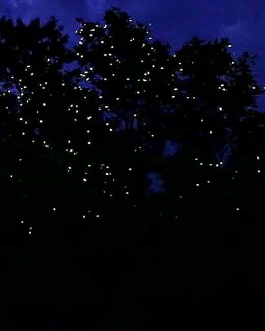 Puerto Princesa: Firefly Watching Tour with Dinner - Key Points