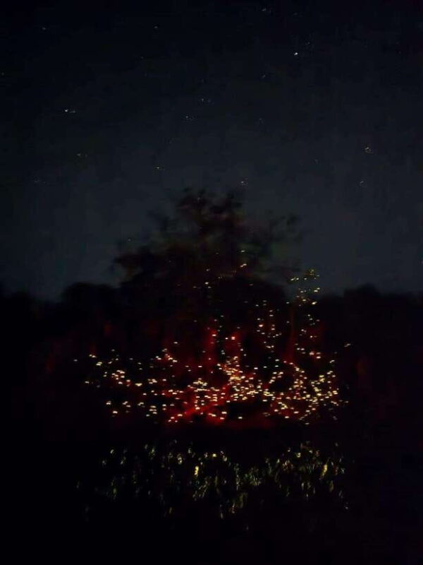 Puerto Princesa: Firefly Watching Tour with Dinner - Key Points