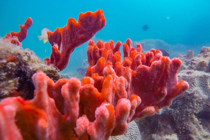 Puerto Princesa Honda Bay Island Hopping Shore Excursion - FAQ