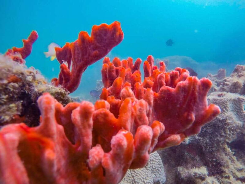 Puerto Princesa in 3 days: Tours with optional hotel rooms - FAQ