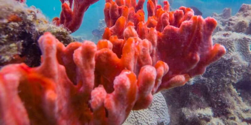 Puerto Princesa: Private Honda Bay Island Hopping Tour - What Makes This Tour Stand Out?