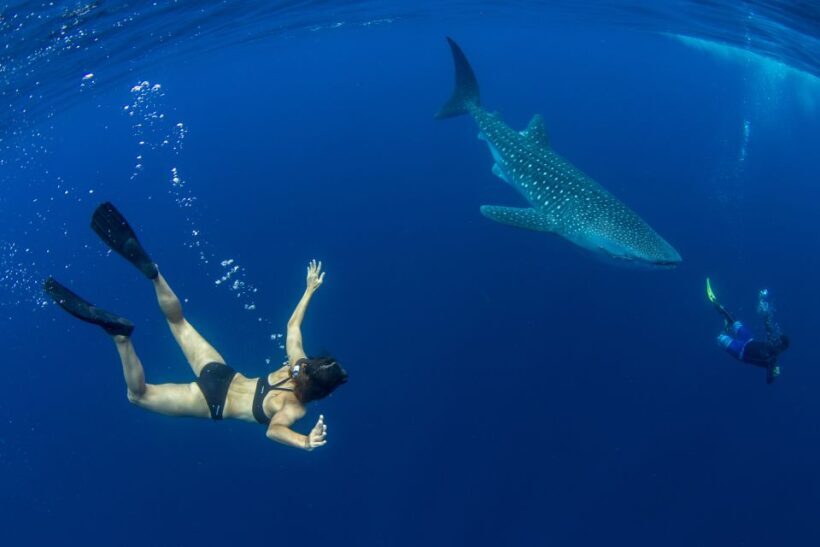 Puerto Princesa: Swim with Whale Sharks Boat Cruise - An In-Depth Look at the Whale Shark Safari