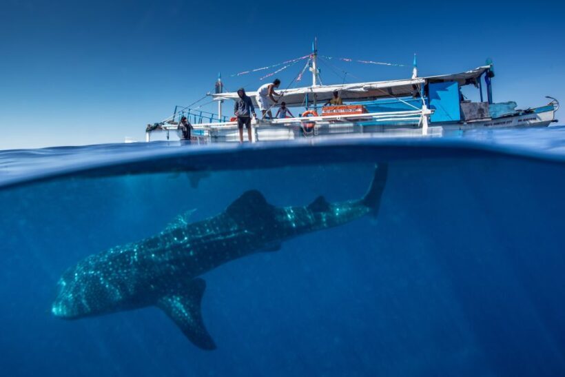 Puerto Princesa: Swim with Whale Sharks Boat Cruise - Practical Tips & Recommendations