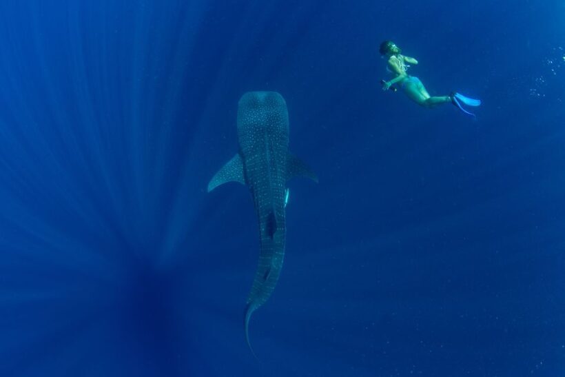 Puerto Princesa: Swim with Whale Sharks Boat Cruise - FAQ