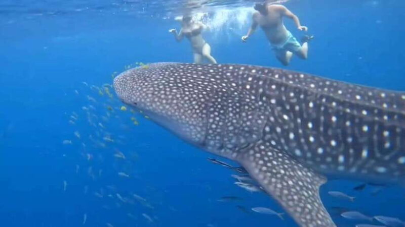 Puerto Princesa: WhaleShark Watching Yacht Tour with Lunch - Key Points