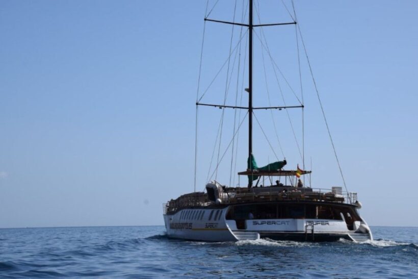 Puerto Rico de Gran Canaria: Premium Dolphin Catamaran Tour - The Sum Up