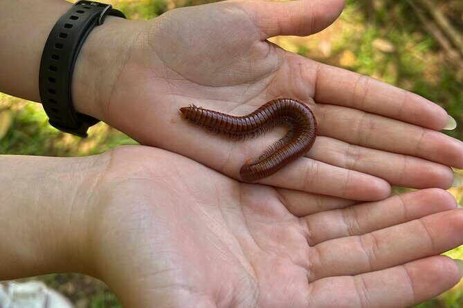 Puerto Rico: El Yunque Sightseeing Half-Day Tour w/Transfer - The Value Proposition